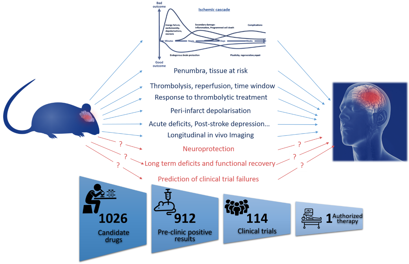 Newsletter #6 - Modeling diversity in preclinical stroke - Strok@lliance